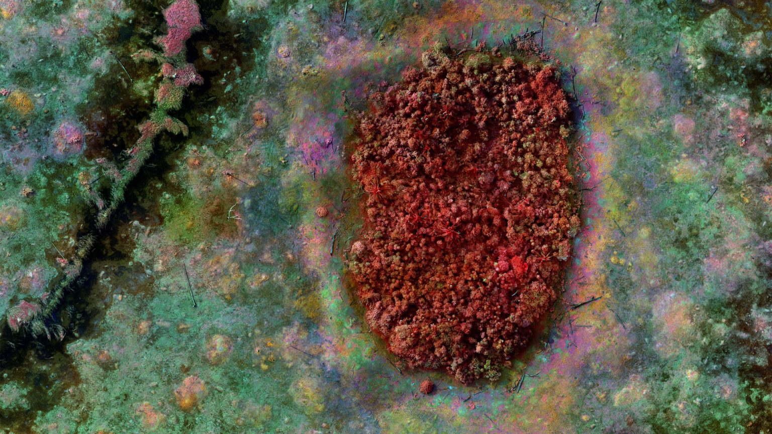 Richard Mosse's new installation transports you into the heart of the ...