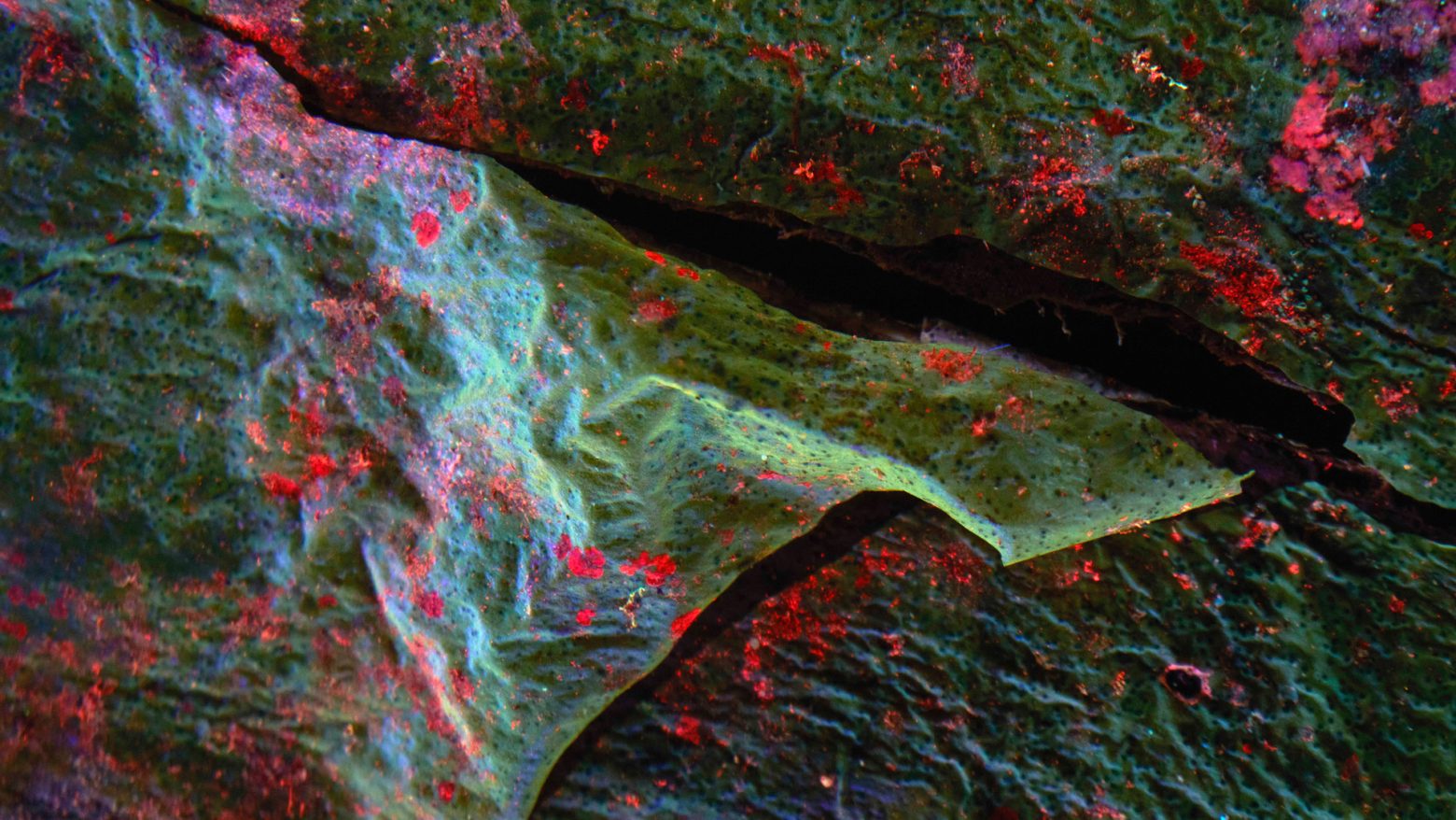 Richard Mosse's new installation transports you into the heart of the ...